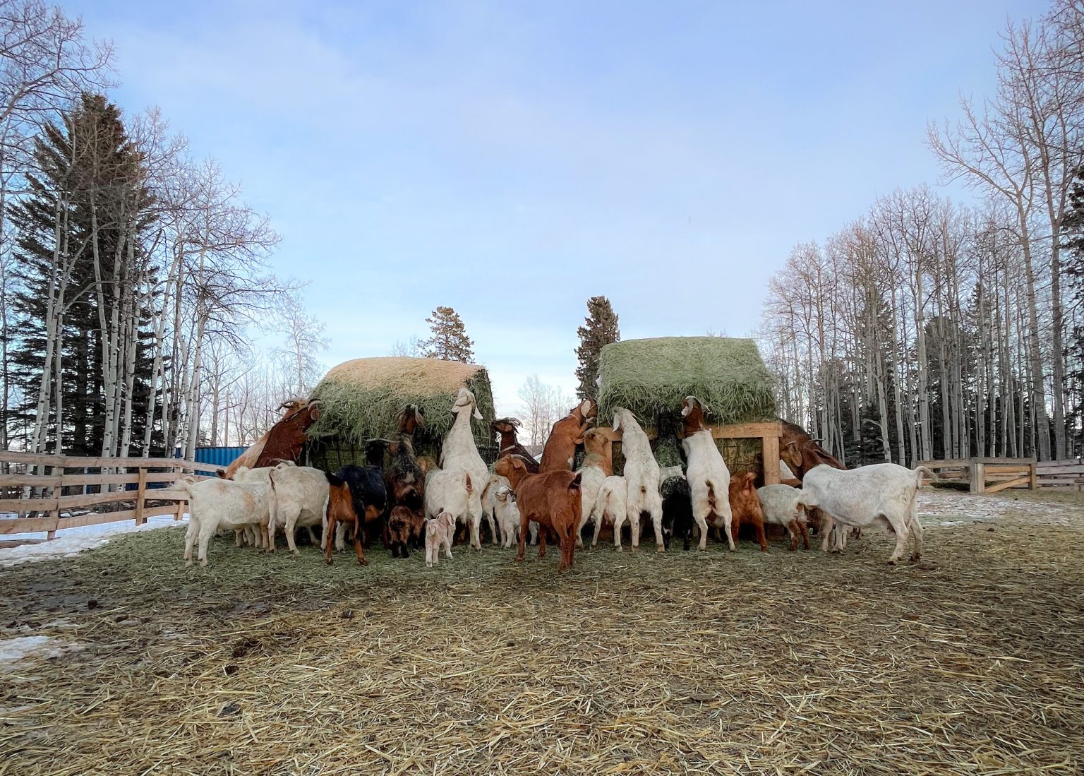 Crossing Goat Breeds for Milk Production - Goat Journal